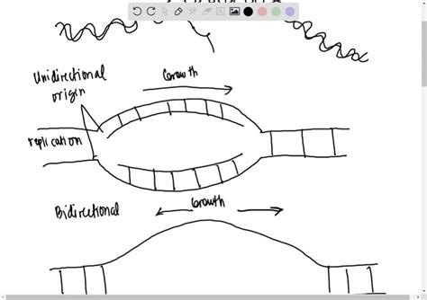 Solved Replication Is Bidirectional A Labeled Dna Unidirectional