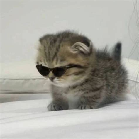 Mem Cats 💥😁 Youtube