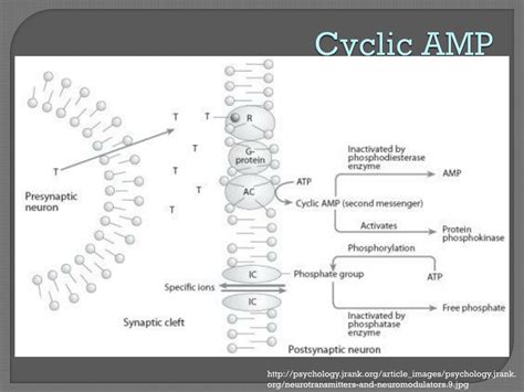 Ppt Topic 3 Cell Signalling Powerpoint Presentation Free Download
