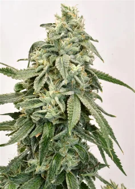 Fluff Fumez Seeds By Boston Roots Seed Co Growdiaries