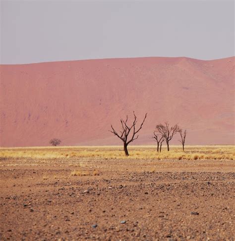Premium Photo Namib
