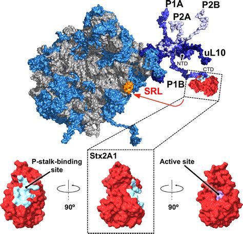 Cryo Em Structure Of Shiga Toxin 2 In Complex With The Native Ribosomal