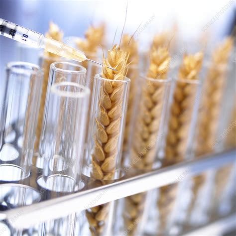 Genetically Modified Wheat Stock Image F0025582 Science Photo