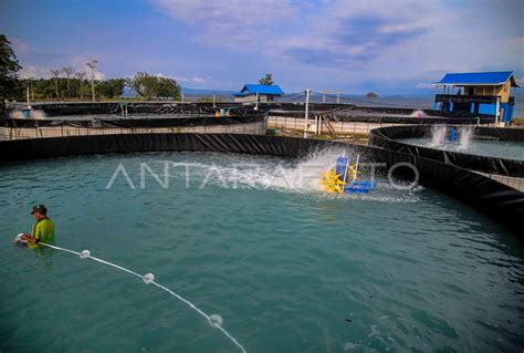 Tambak Budidaya Udang Vaname Di Tidore Kepulauan Antara Foto