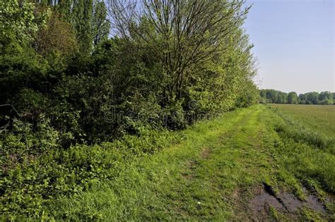 Grass Path Between Thick Bushes Sunny Weather Stock Image Image Of Vegetation Wild 316121905
