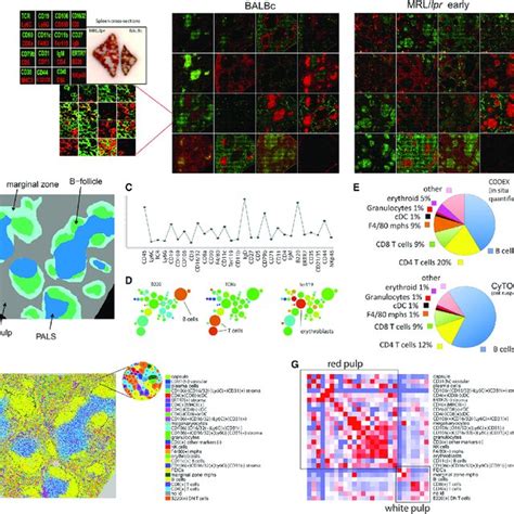 Codex Analysis Of Mouse Spleen Cryosections Co Stained For 28 Antigens Download Scientific