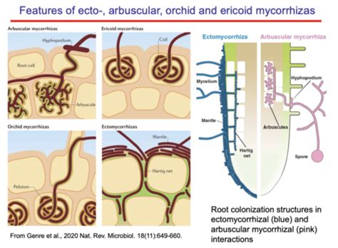 Fungal Ecology Flashcards Quizlet