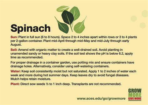 How To Care For Spinach Plants