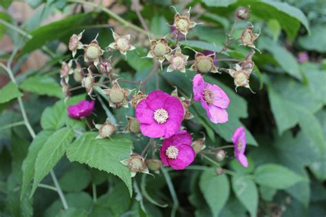 How To Grow Thimbleberries ~ For Food And Medicine