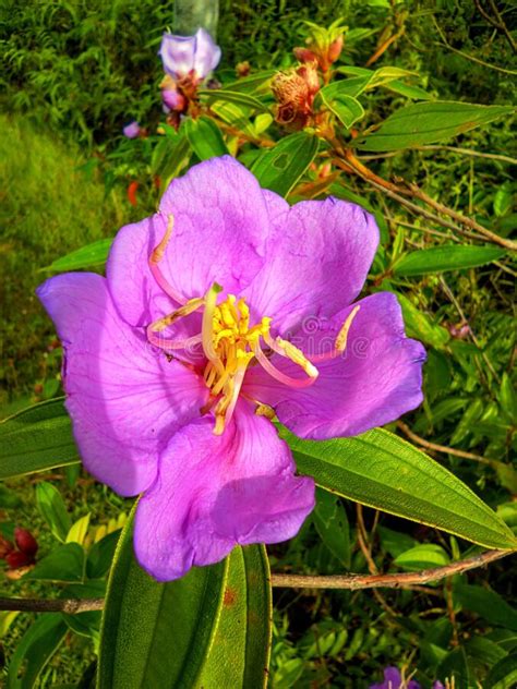 Macro Photo Of The Bright Purple Flower Of Melastoma Malabathricum Or Sendudukdedurukndusuk In