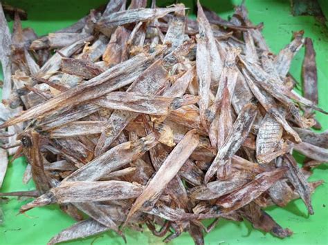 Danda Driedfish Pusit Ballpen Whole Squid Lazada Ph