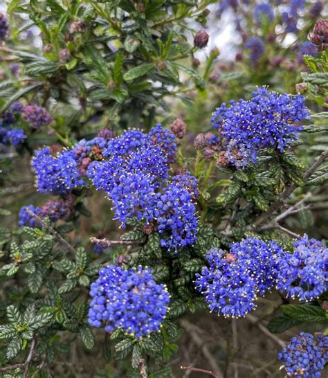 Ceanothus Impressus Dark Star Xera Plants