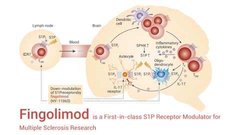 Fingolimod Is A First In Class S1p Receptor Modulator For Multiple