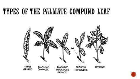 Types Of Leaf Pdf