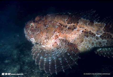 海底伪装大师石头鱼摄影图海洋生物生物世界摄影图库昵图网