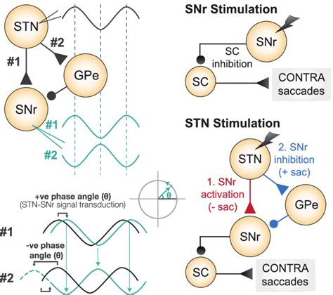 2 Experimental Outline Download Scientific Diagram