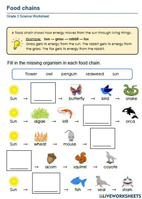 Food Chain Free Worksheet Food Chain Worksheet Worksheets Free 2nd
