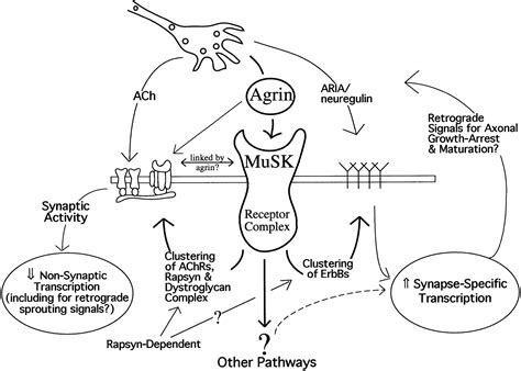 The Receptor Tyrosine Kinase Musk Is Required For Neuromuscular