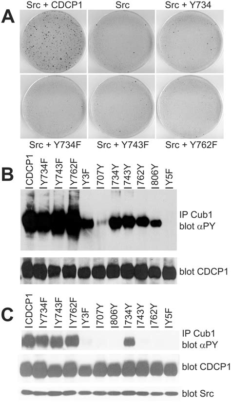 Structural Requirements For Cub Domain Containing Protein 1 Cdcp1 And