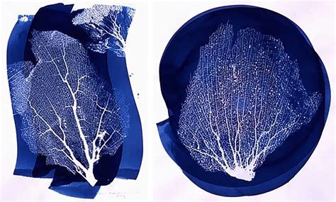 20 Of The Best Cyanotype Ideas Cyanotype Cyanotype Process Sun Prints