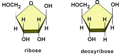 Informational Macromolecule