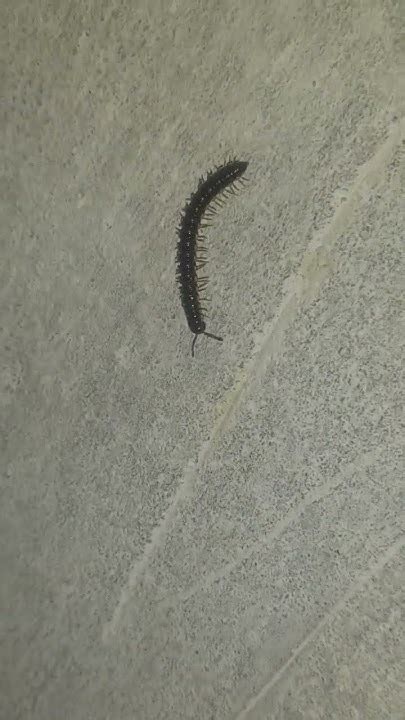 A Millipid Came To Meet With Me Millipede Poison Bug Youtube