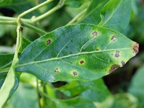 11 Most Common Plant Diseases And How To Treat Them