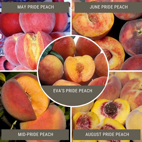 Best Peach Varieties Peach Recipes Jam Canning And Baking Grow Organic