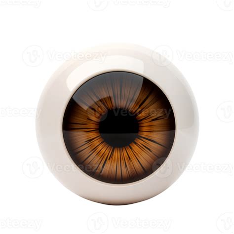 Realistic Human Eye Model For Education And Learning 57185999 Png
