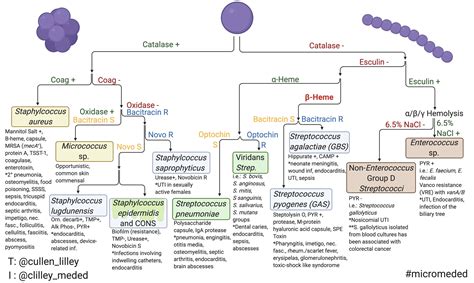 Gram Positive Cocci In Cultures Ateep