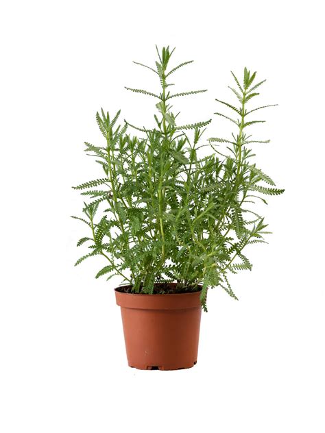 לבנדר משונן משתלת גן ירק אונליין