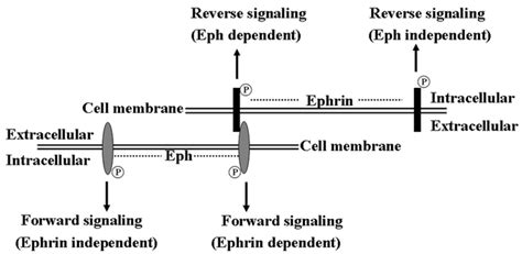 Schematic Representation Of Ephephrin Bidirectional Signaling Eph