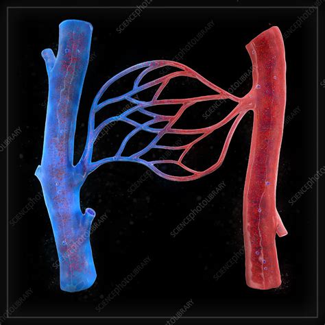 Microcirculation Illustration Stock Image C0472677 Science