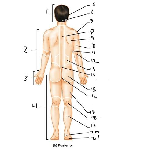 Posterior Body Diagram Quizlet