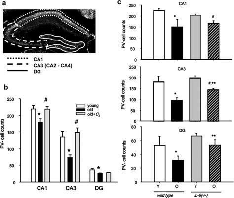 A Images Depicting The Regions Analyzed For Pv Interneuron