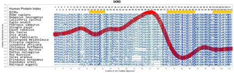 Ucn2 Gene Genecards Ucn2 Protein Ucn2 Antibody