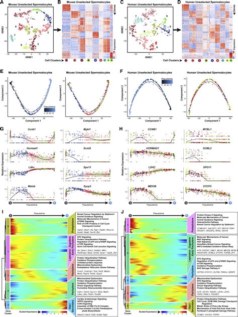 The Mammalian Spermatogenesis Single Cell Transcriptome From Spermatogonial Stem Cells To