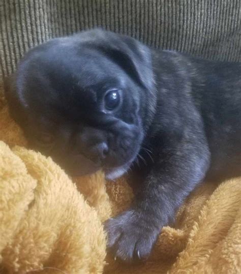 Buggs Puppies For Sale