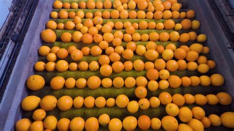 Evrotas Fruits Youtube