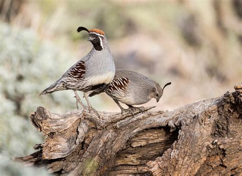 Gambels Quail The Southwest Gamebird Field And Stream Gambels Quail The Southwest Gamebird Field And Stream