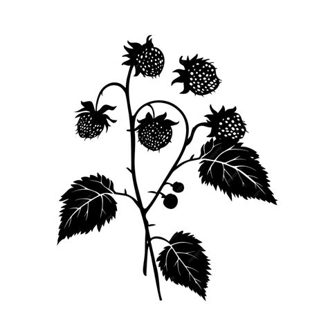 Vector Silhouette Of A Thimbleberry Premium Ai Generated Vector