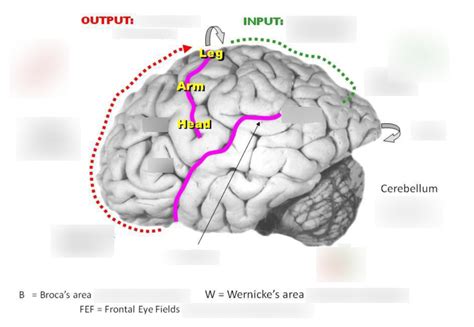 Exterior Brain Topography With Sensory Areas Diagram Quizlet