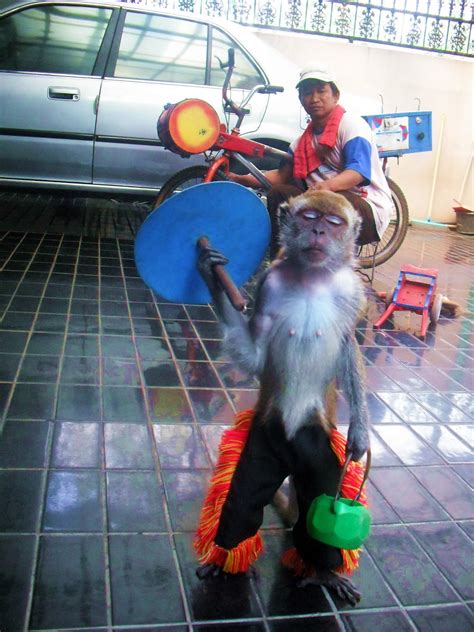 Veilicious Topeng Monyet Show