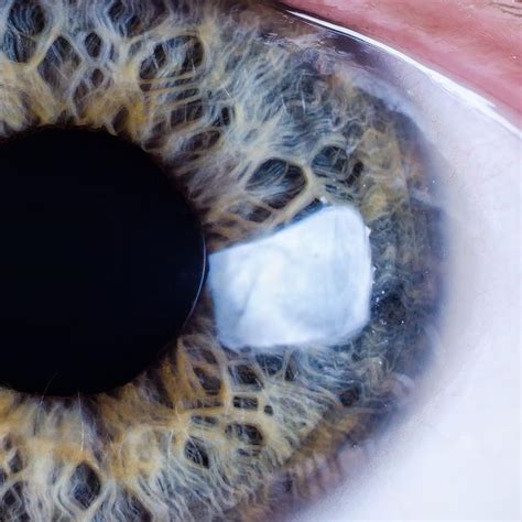 On Sait Maintenant Combien De Cellules Compte Le Corps Humain