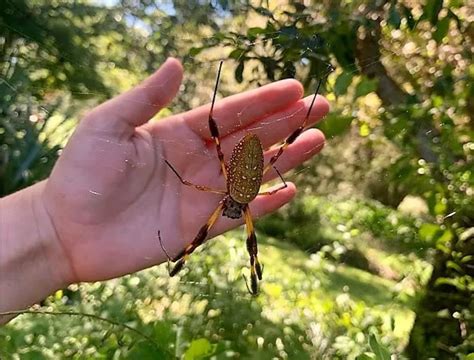 Giant Banana Spider Bite Brazilian Wandering Spider Phoneutria