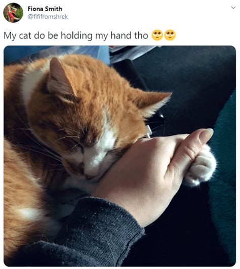 The Cat Meme With Hands Sandie Ackroyd