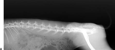 Misterhoki Link Slot Online Gacor Deposit Qris Tanpa Potongan Hari Ini