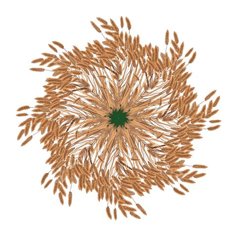 Grasses Isolated Mandela Brown Nature Crops Vector Brown Nature Crops Png And Vector With