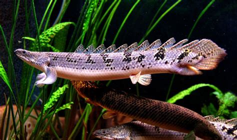 The Fascinating World Of Saddled Bichir A Comprehensive Guide