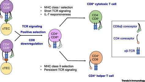 Proteins Known As Cd4 And Cd8 Are At Christopher Gathers Blog